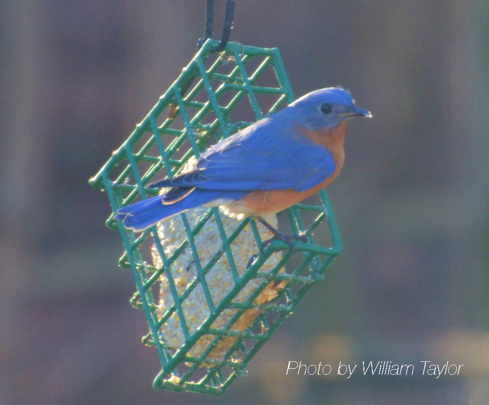 bluebird-on-feeder – Pink Log Cabin